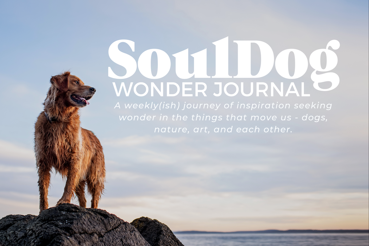 Welcome to SoulDog Wonder Journal.